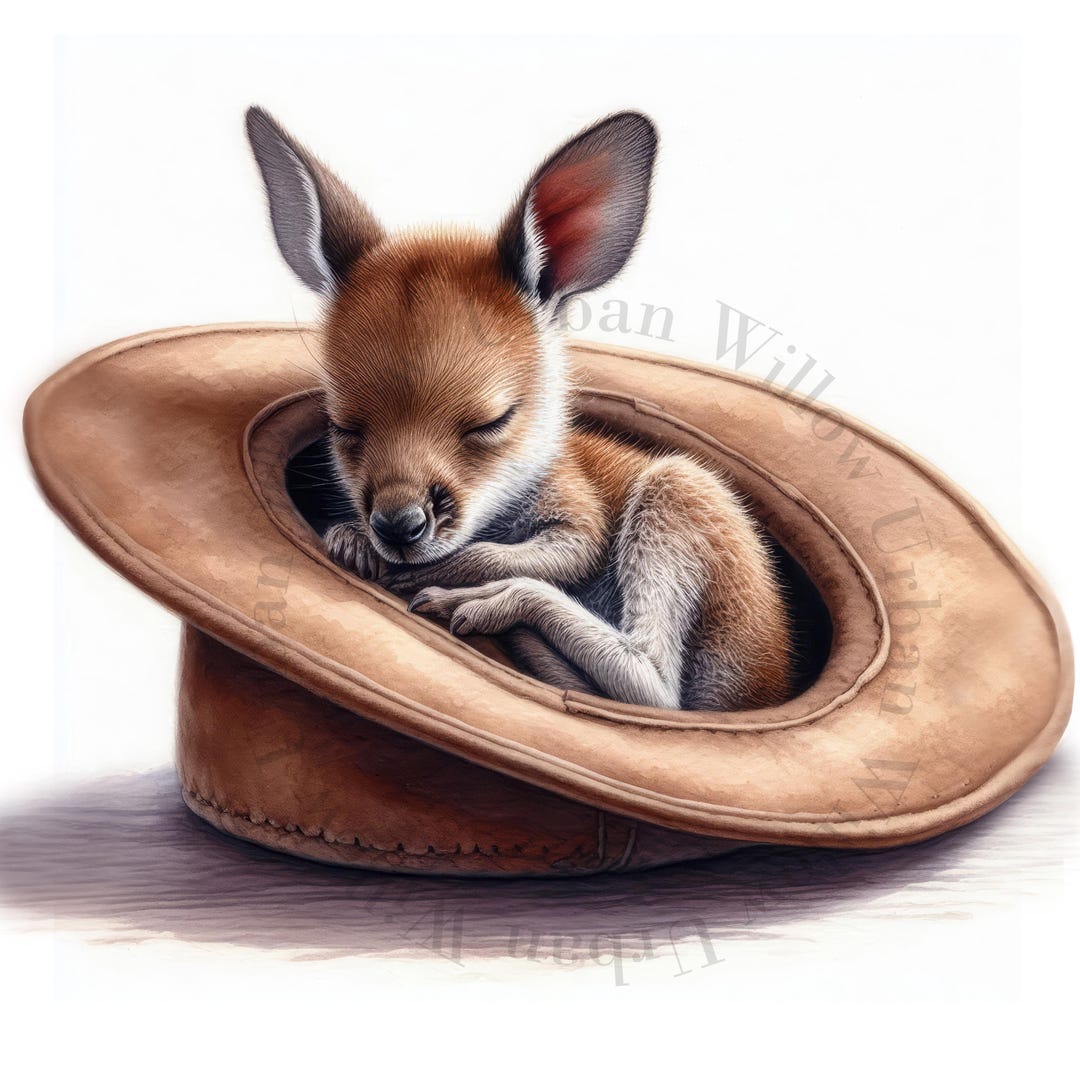 9 Kangaroo Joeys - Jackaroo Style. Adorable Sleeping Australian ...
