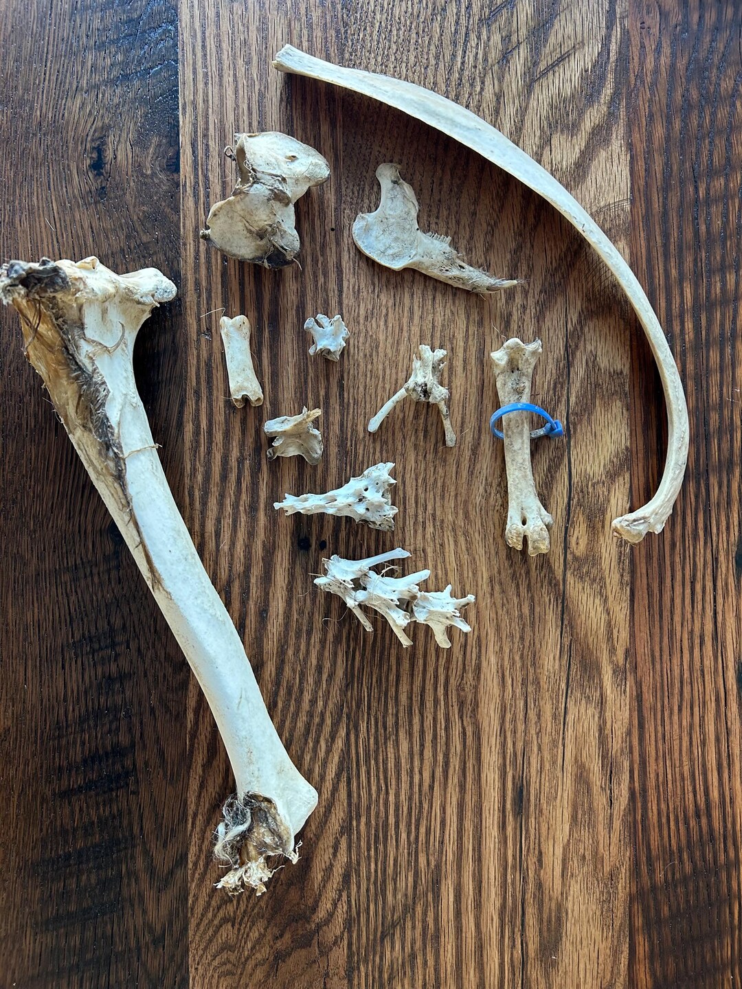 Mystery Bone Grab Bag | Real Animal Bone Specimen | Ethically Sourced ...