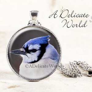Blue Jay Necklace, Silver Bird Jewelry, Small Round Pendant and Chain ...