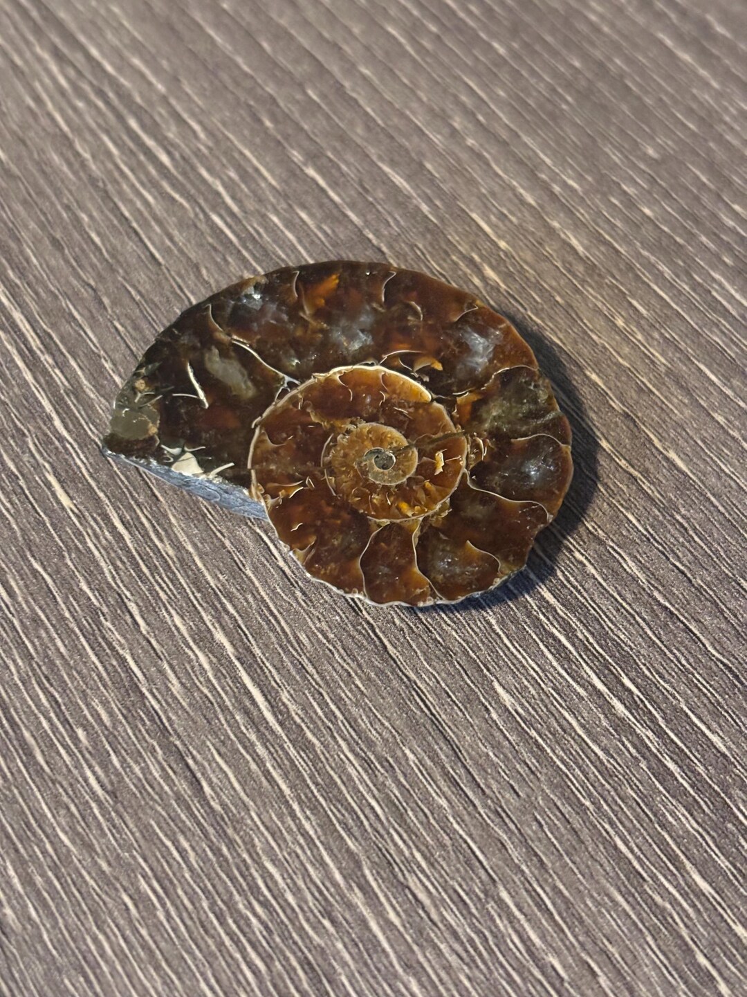 Iridescent Ammonite Fossil Half - Etsy
