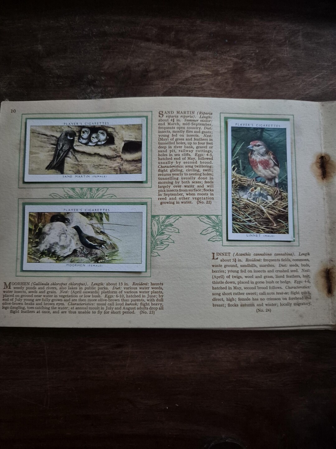 John Player and Sons an Album of Birds and Their Young - Etsy