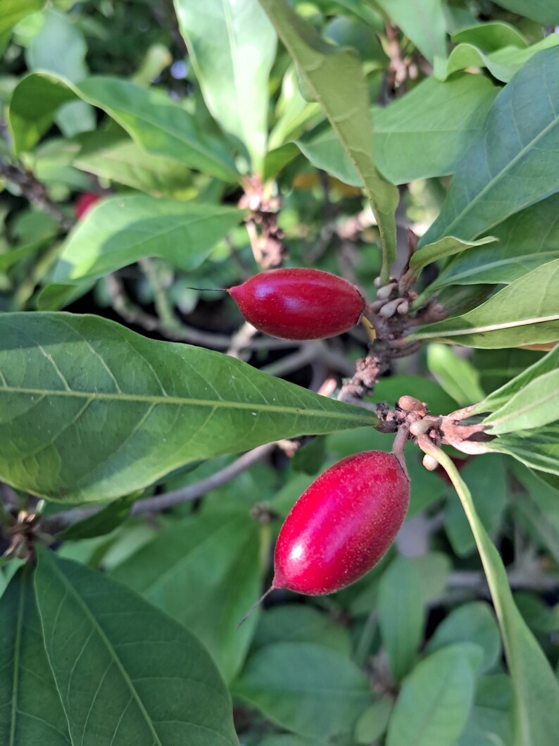 Miracle Fruit Seeds 3 Count - Etsy