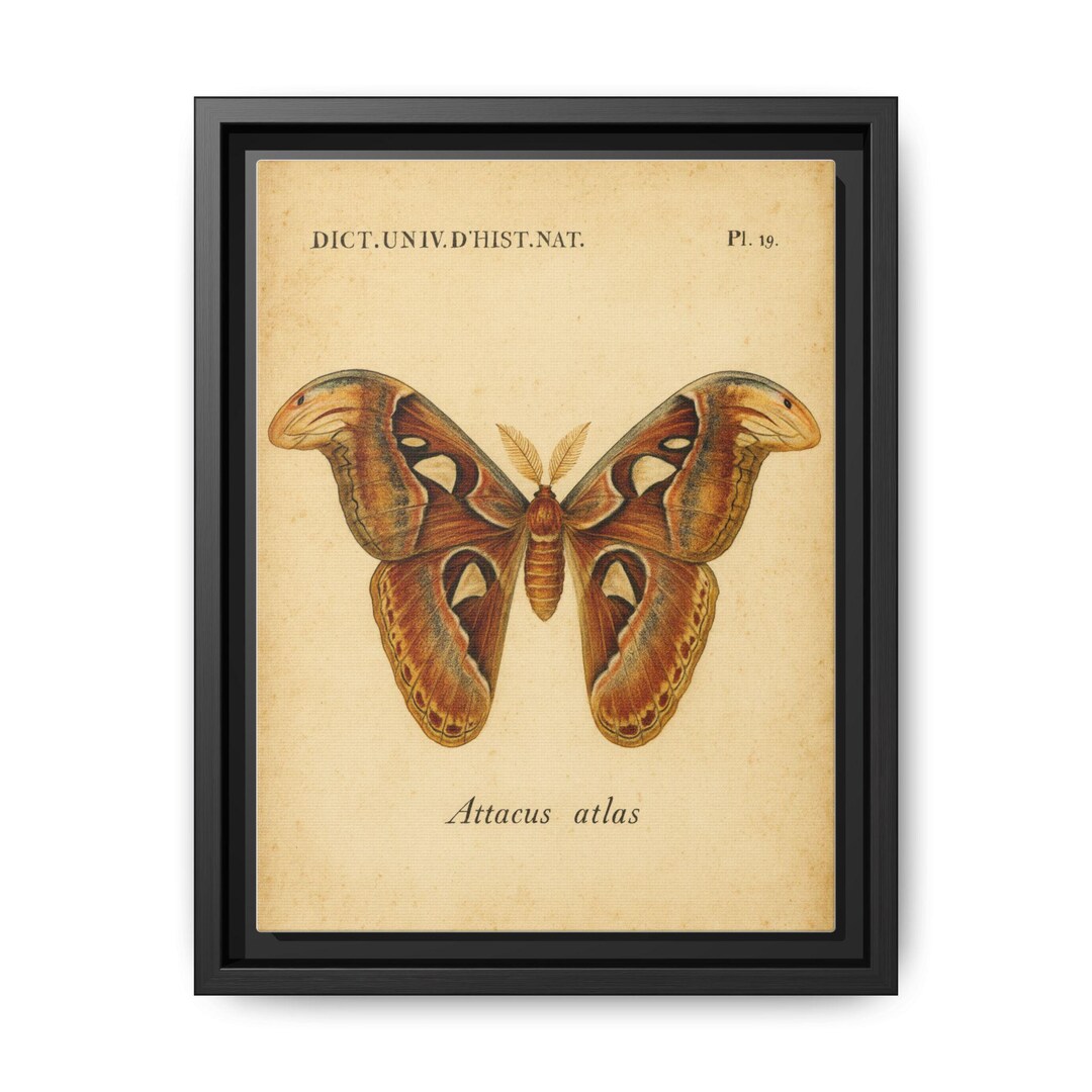 Atlas Moth Victorian Natural History Print - Dark Academia Gothic Wall ...
