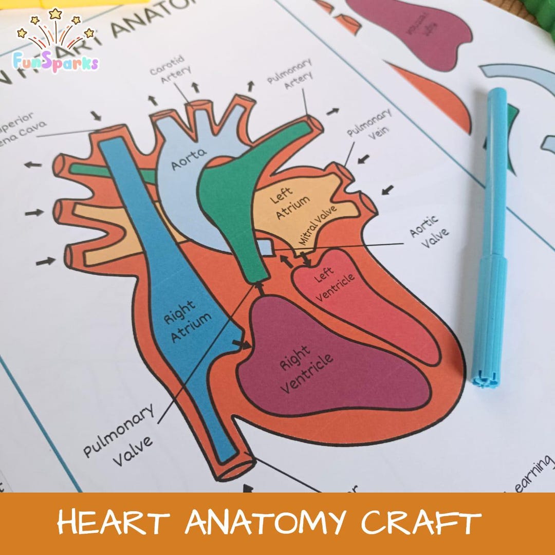 Heart Anatomy Printable Activity - Etsy UK