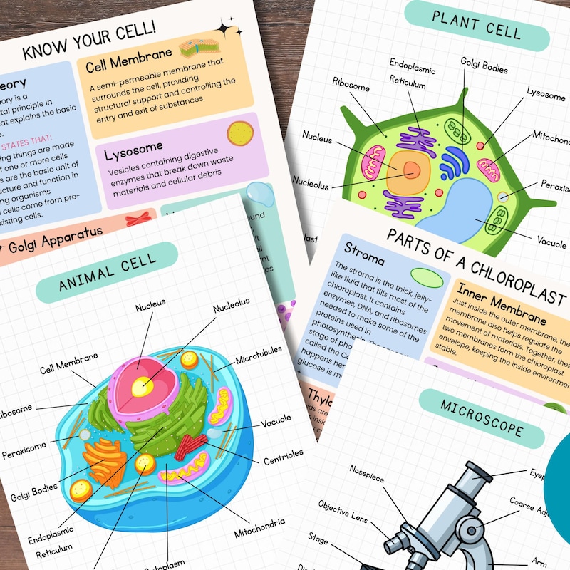 Animal Biology Lesson - Etsy UK