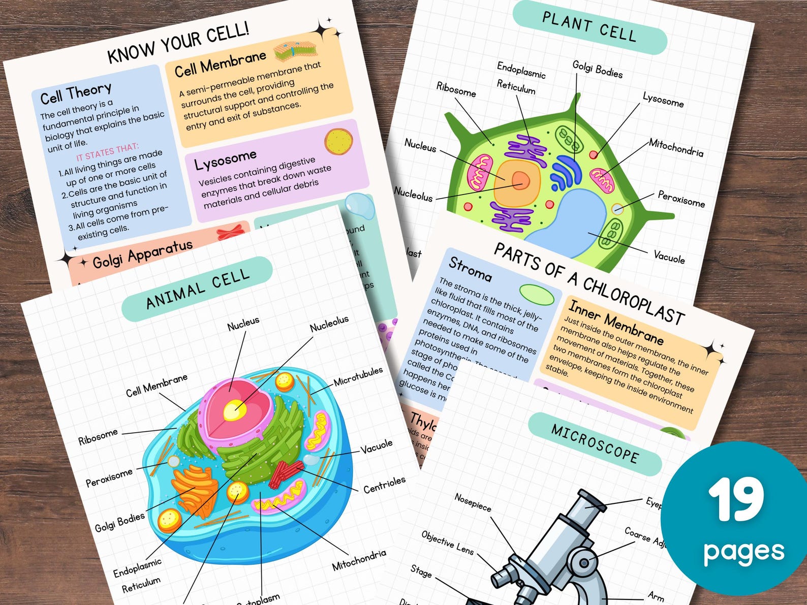 Cell Structure Diagram Printable Bundle Plant Cell Animal Cell ...
