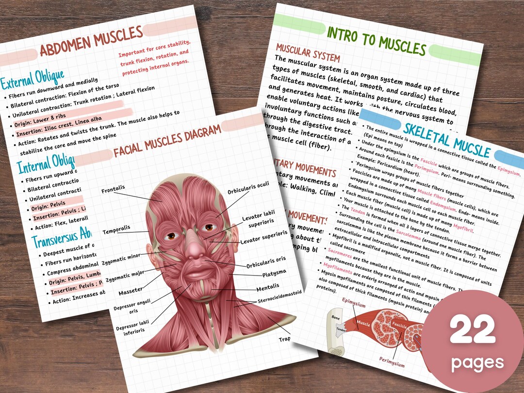 The Muscular System Study Guide Anatomy Workbook Human Body Muscles ...