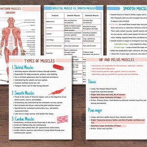 The Muscular System Study Guide Anatomy Workbook Human Body Muscles ...