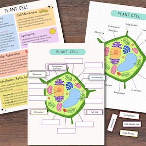 Plant Cell Anatomy Printable Activity, Homeschool Science Lesson (PDF ...