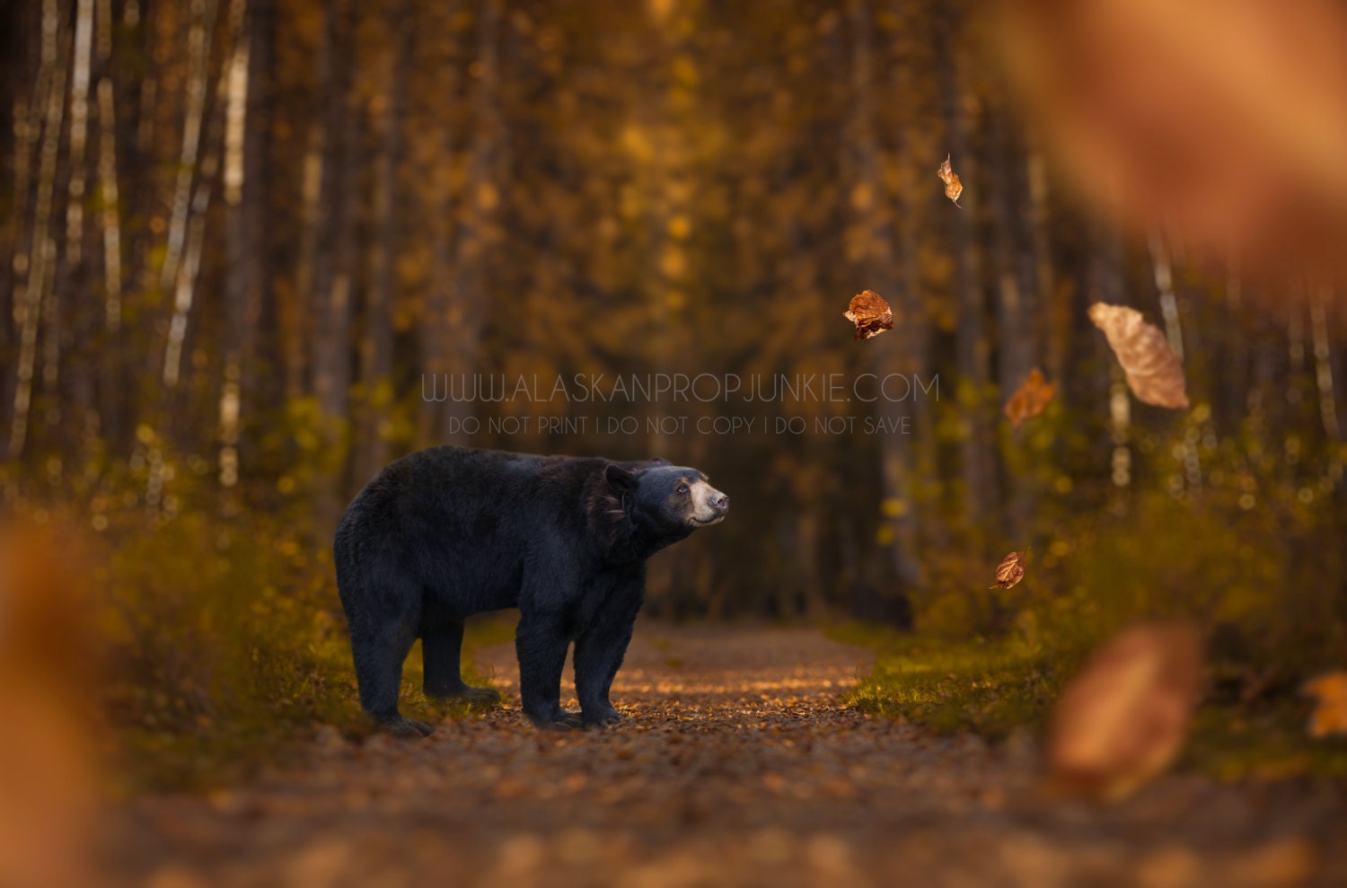 Fall Black Bear Digital Background and Overlays - Black Bear Overlay ...