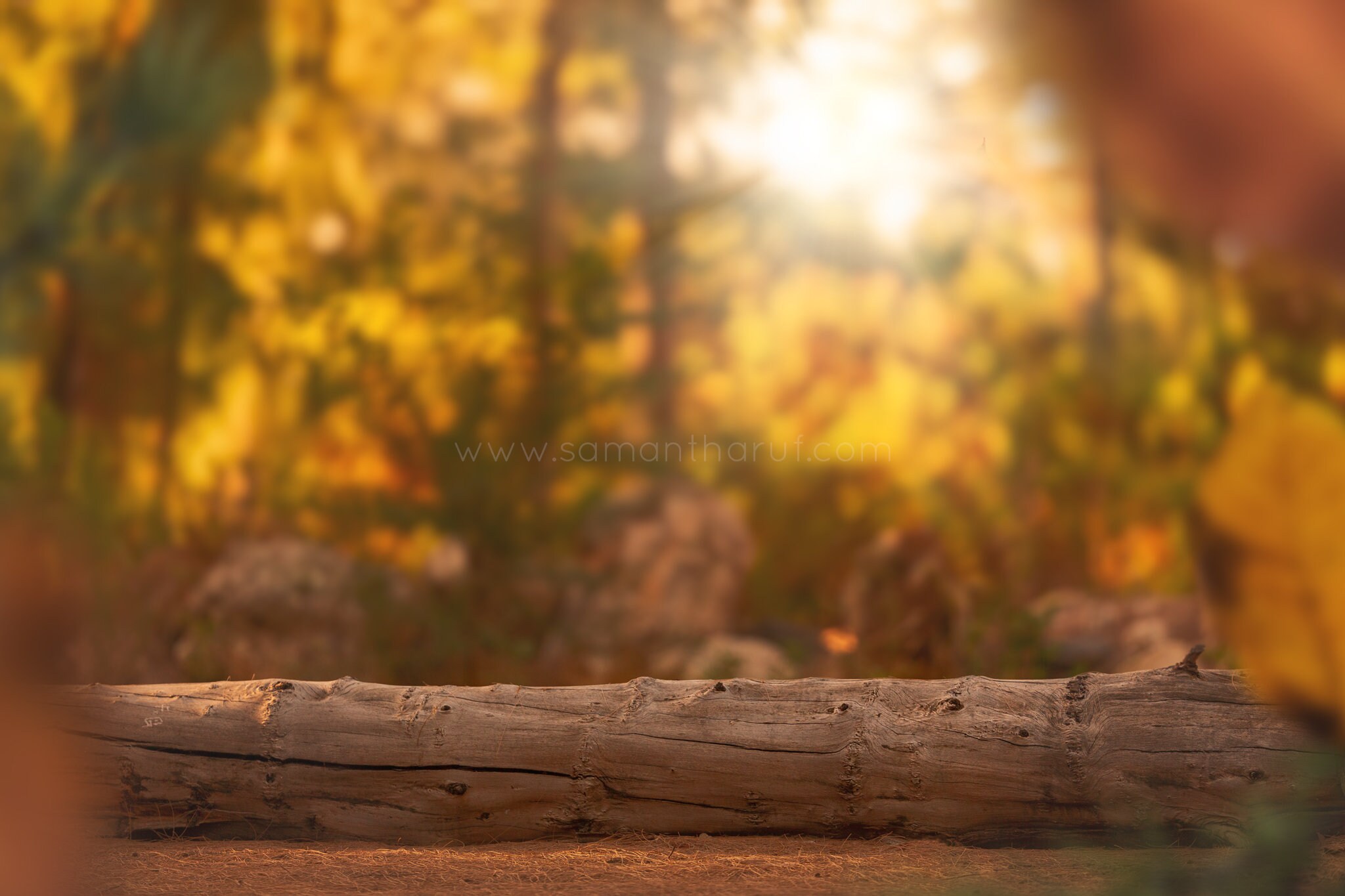 Fall Log Digital Backdrop I Autumn Digital Background - Etsy