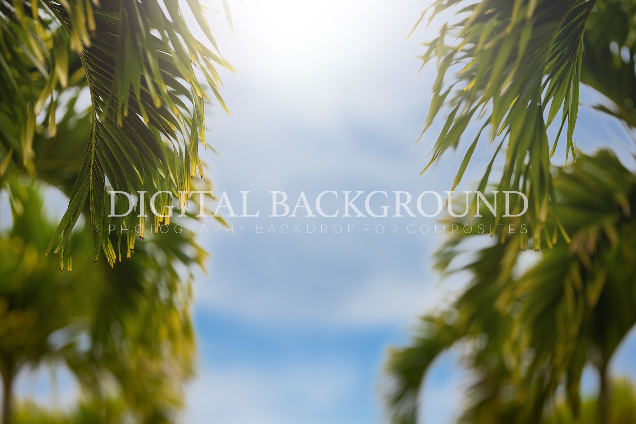 4 Dreamy Tropical Palm Trees Digital Backdrops I Four Palm Paradise ...
