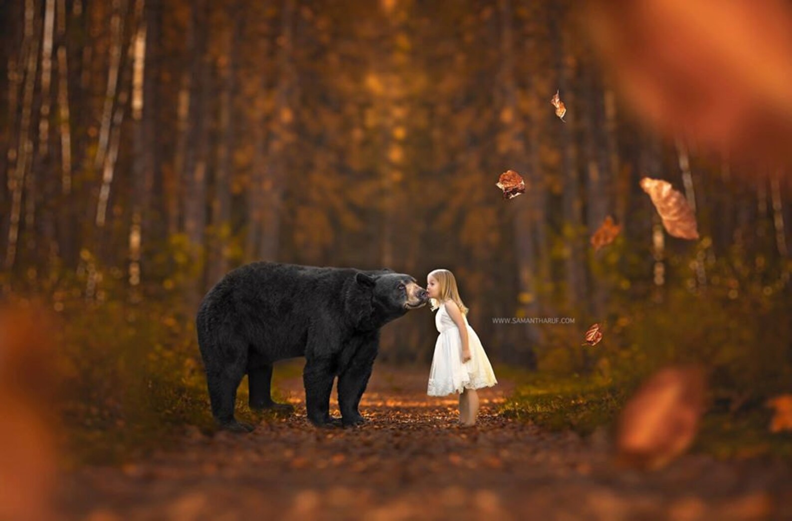 Fall Black Bear Digital Background and Overlays - Black Bear Overlay ...