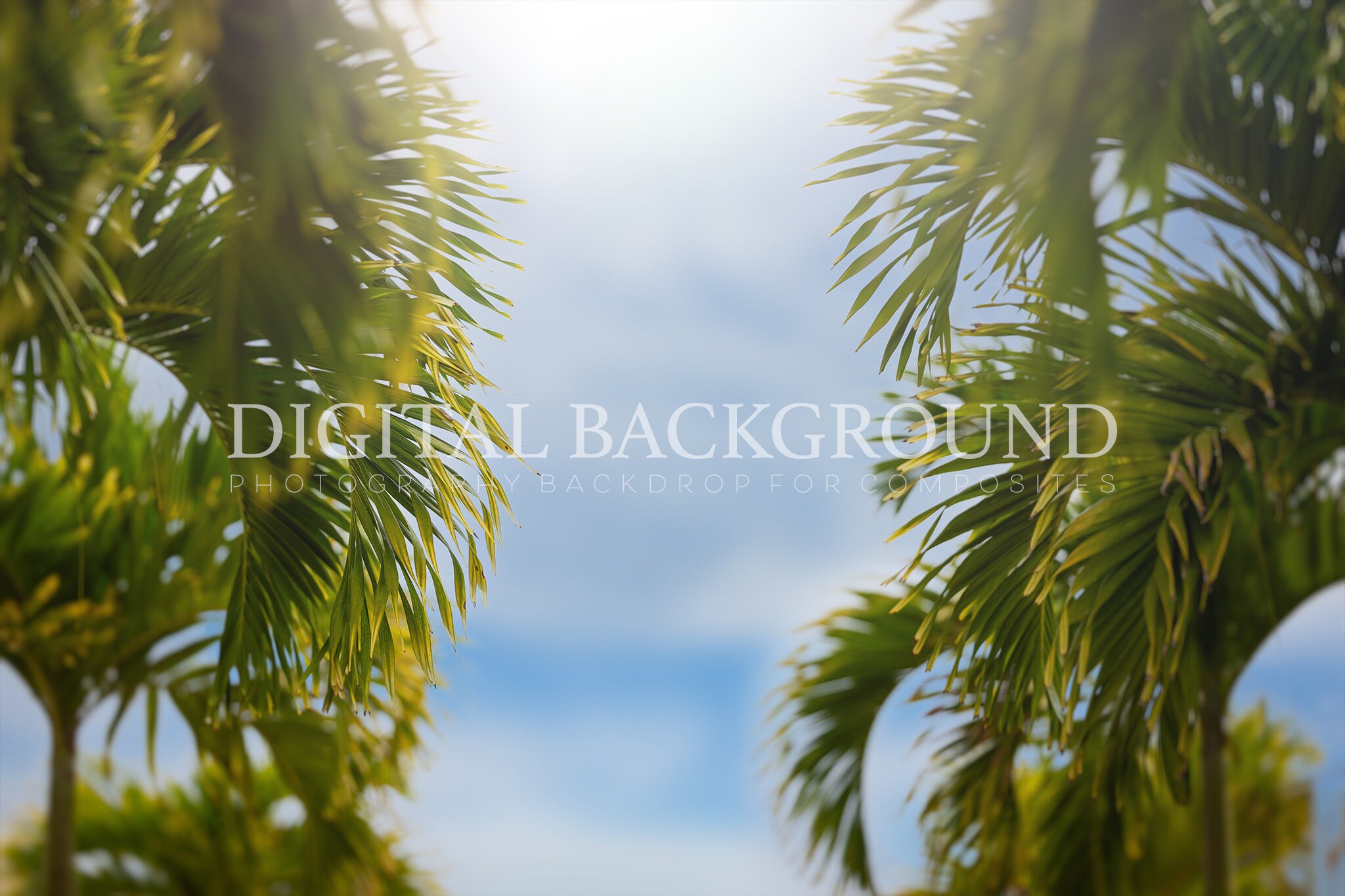 4 Dreamy Tropical Palm Trees Digital Backdrops I Four Palm Paradise ...