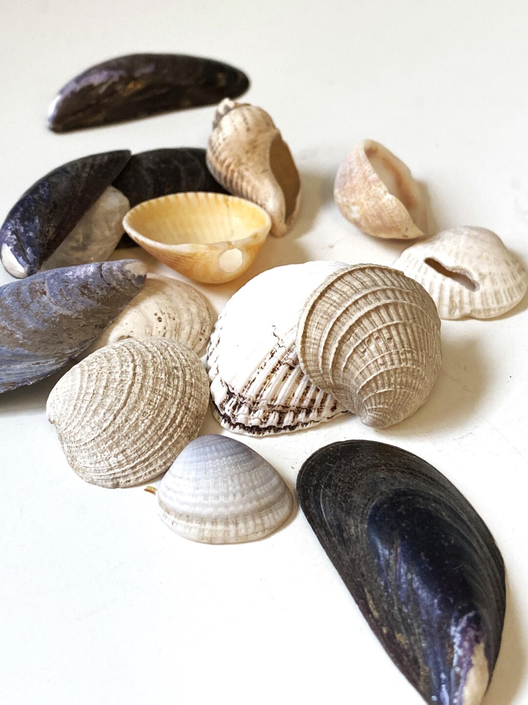 Assorted Sea Shells Lot of 15 Small Sizes Several Varieties - Etsy