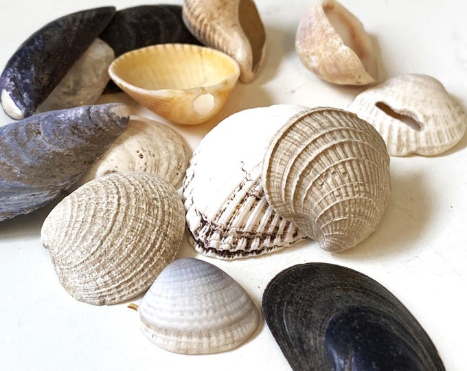 Assorted Sea Shells Lot of 15 Small Sizes Several Varieties - Etsy