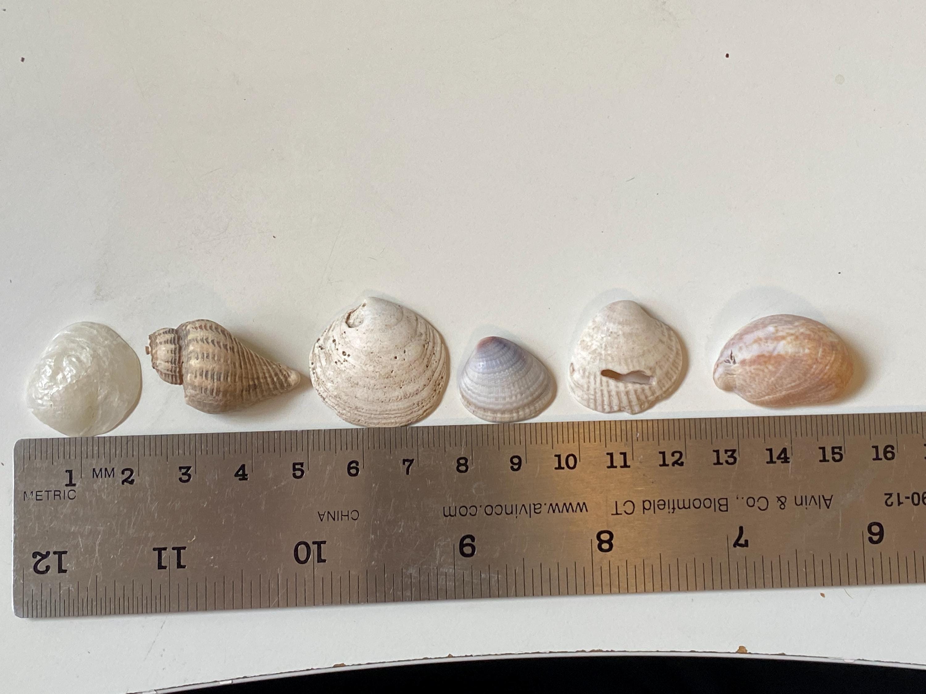 Assorted Sea Shells Lot of 15 Small Sizes Several Varieties - Etsy