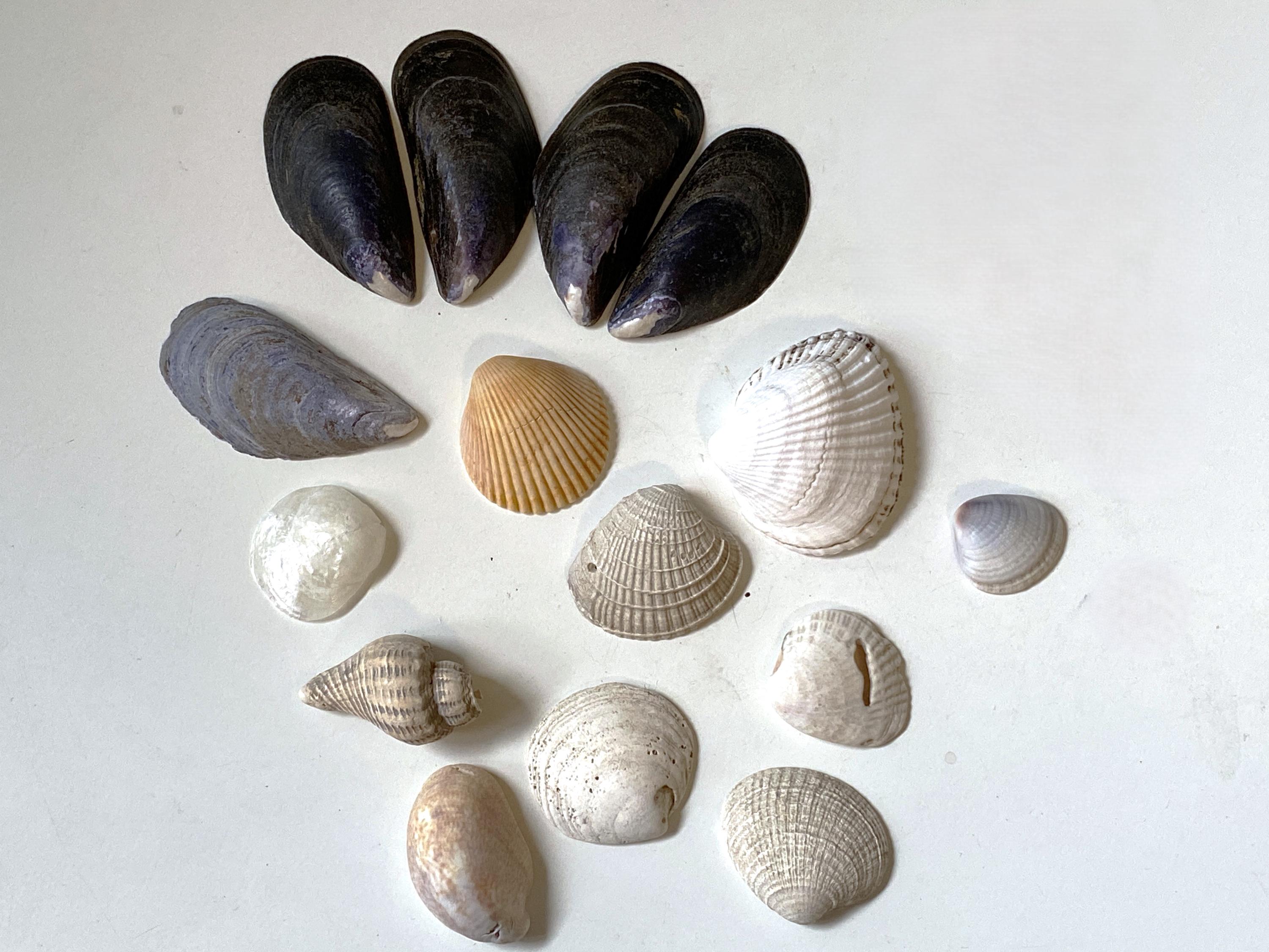 Assorted Sea Shells Lot of 15 Small Sizes Several Varieties - Etsy