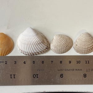 Assorted Sea Shells Lot of 15 Small Sizes Several Varieties - Etsy