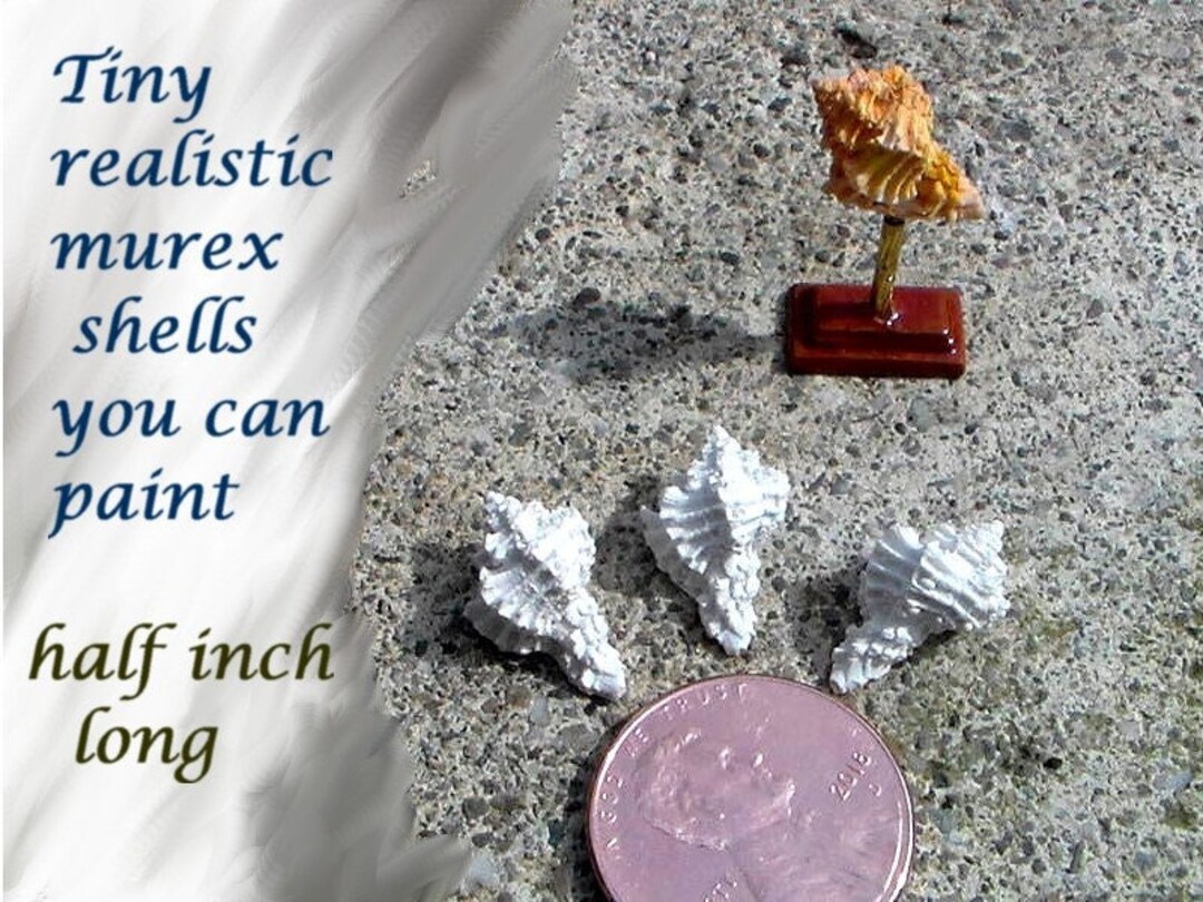 Miniature Shell Murex Tiny Micro Dollhouse - Etsy