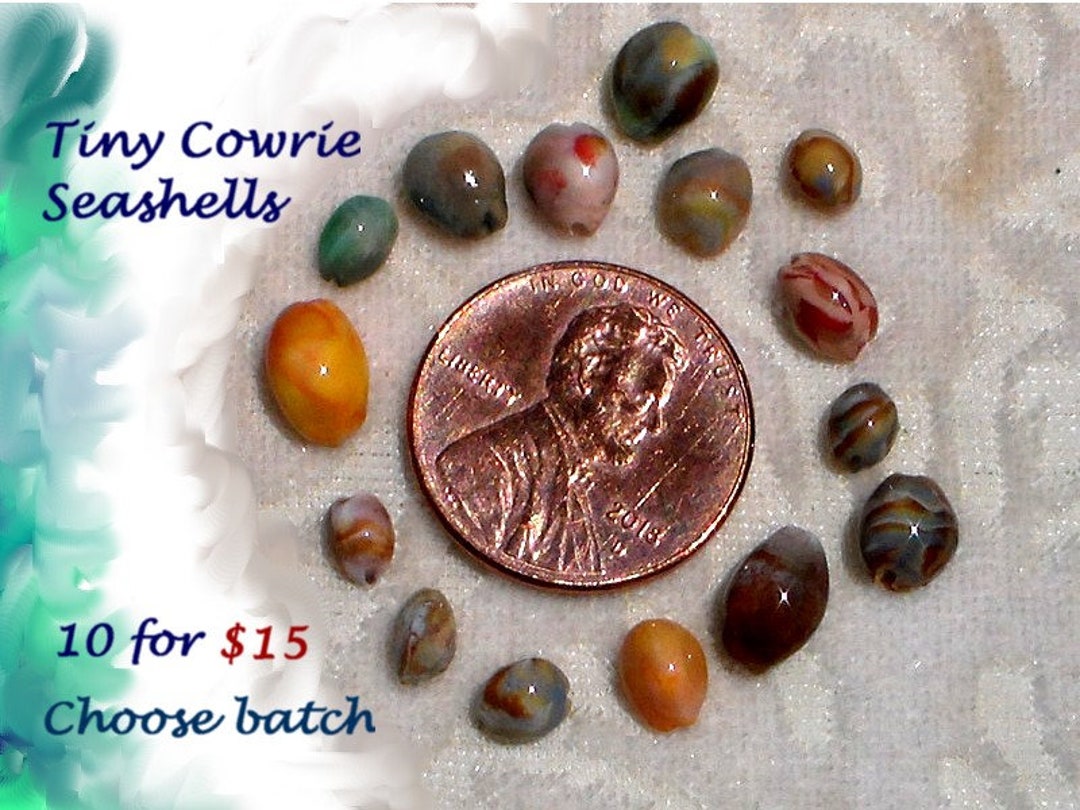 Tiny Seashells Cowries 1:12 Scale Dollhouse Miniature Micro Shells - Etsy