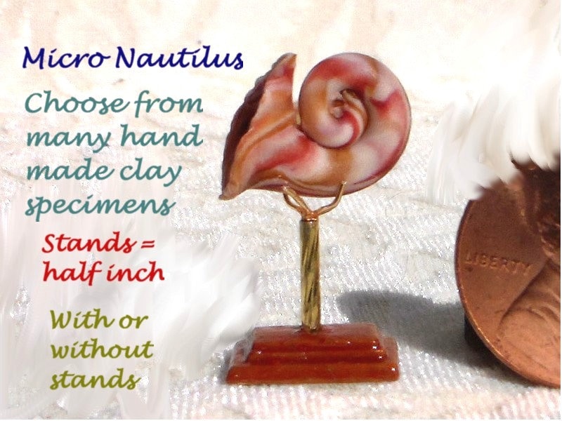 Kappa Delta Nautilus Shell Tattoo