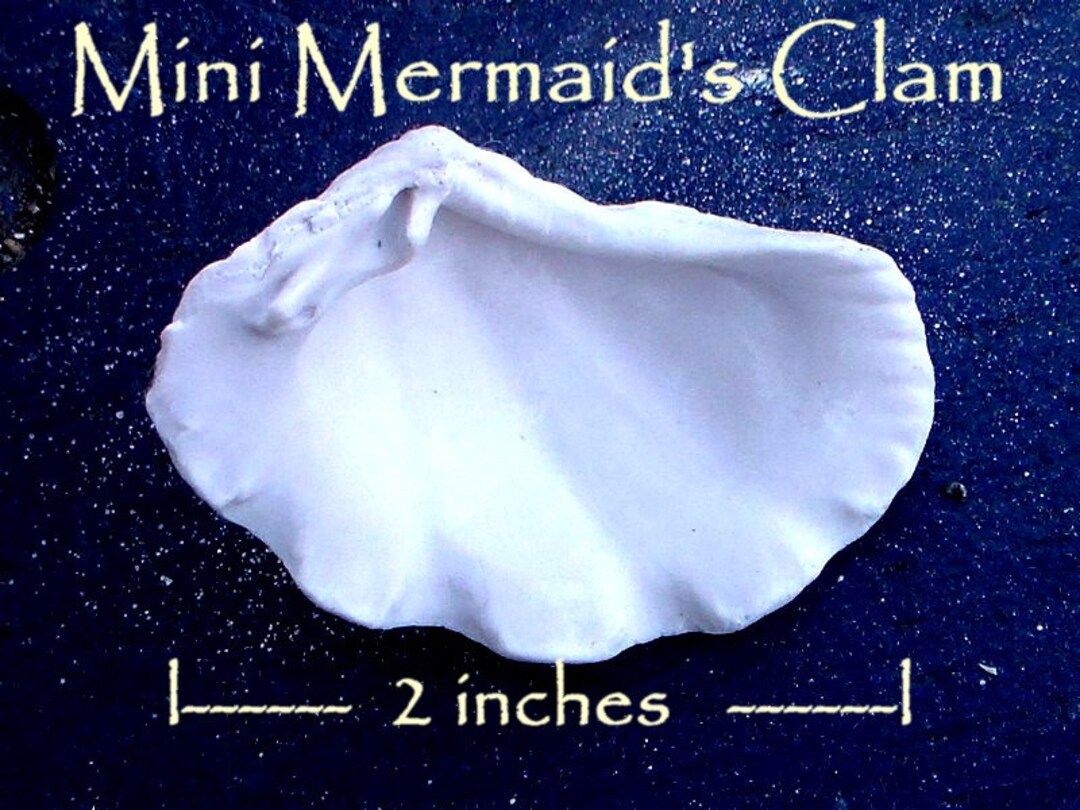 Miniature Giant Clam Mermaid Scene - Etsy