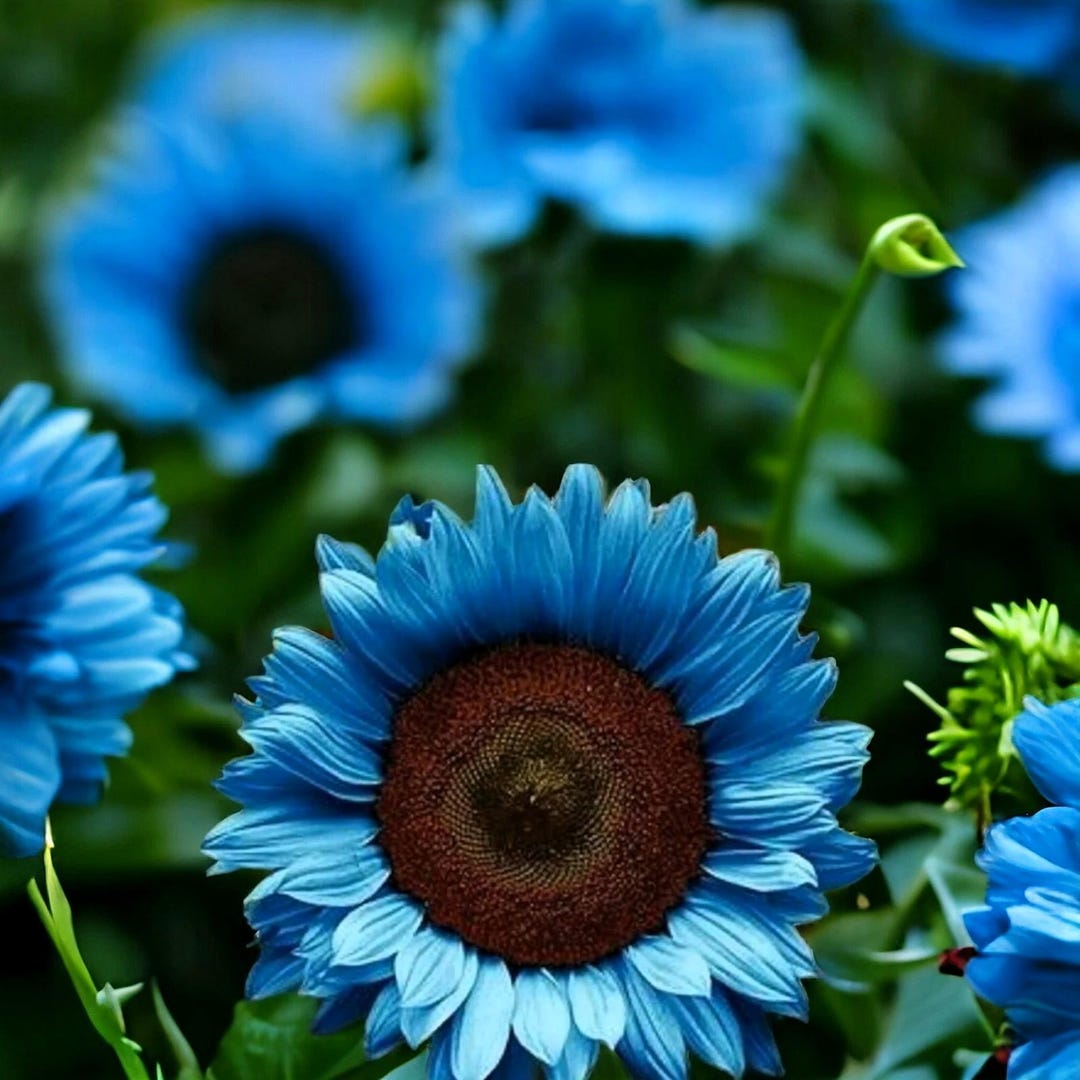 50 Midnight Sunflower Seeds, Rare Black Hybrid Bonsai, Garden Seeds ...