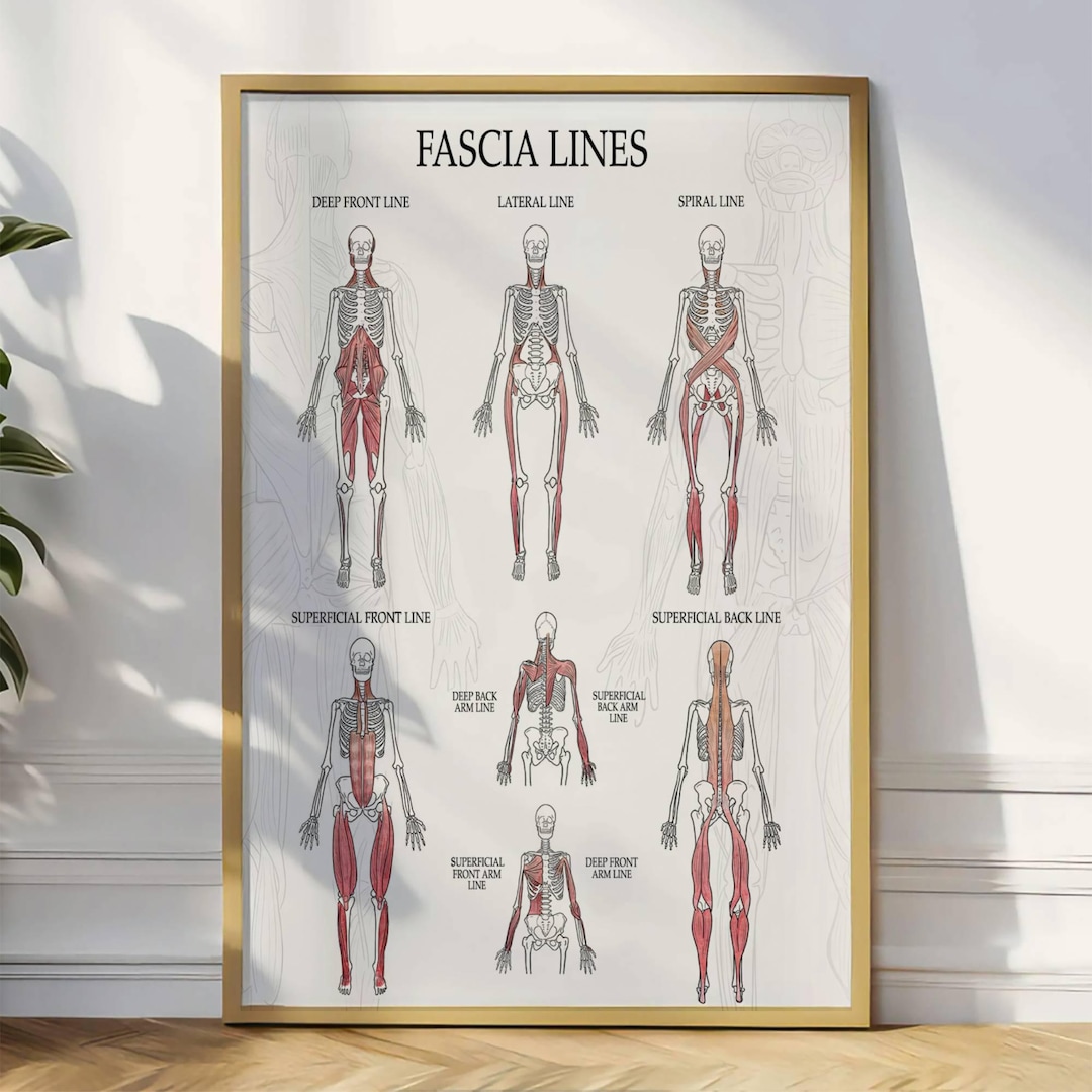 Fascia Lines Anatomy Poster, Human Body Diagram Print, Physical Therapy ...