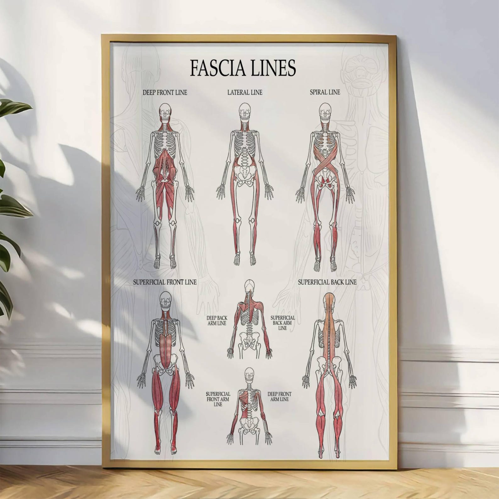 Fascia Lines Anatomy Poster, Human Body Diagram Print, Physical Therapy ...