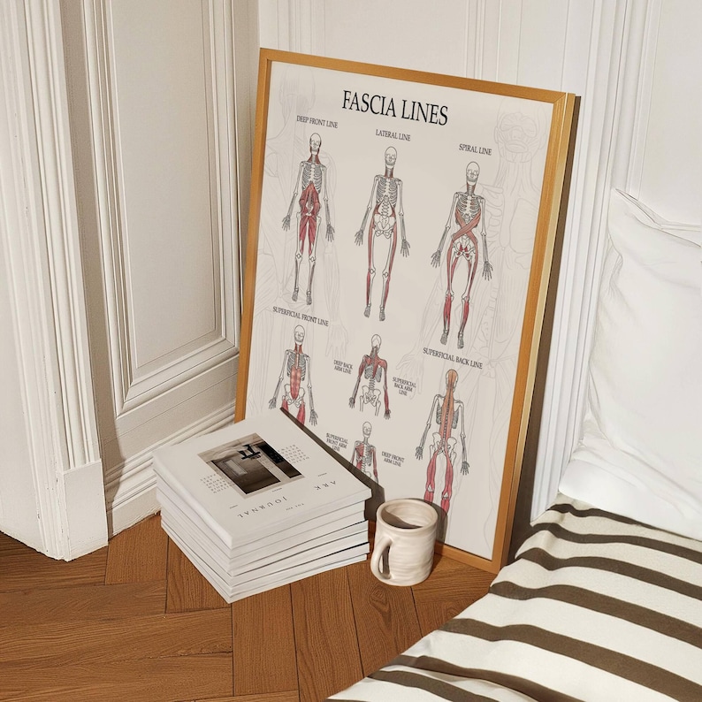 Fascia Lines Anatomy Poster, Human Body Diagram Print, Physical Therapy ...