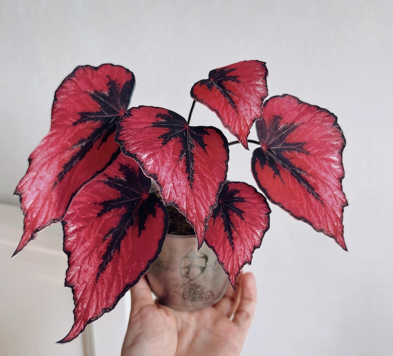 Handmade Faux Begonia, Red Black Gothic Decor, Artificial Plant in ...