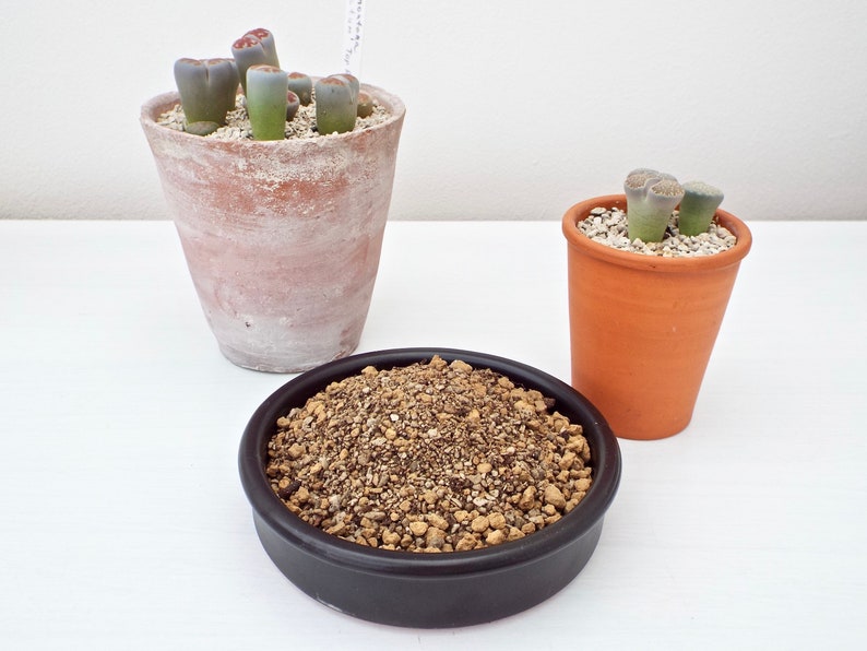 Lithops Soil Mix Mesembs Soil Germination Mixture Soil for | Etsy