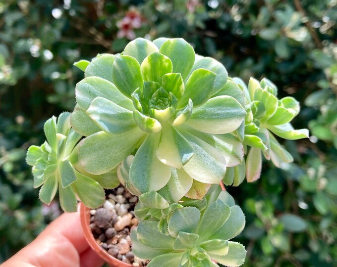 Rare Aeonium Haworthii Kiwi, House Plant - Etsy UK