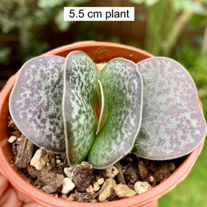 RARE Adromischus Rupicola Calico Hearts, Small Succulent Plants in Pots ...
