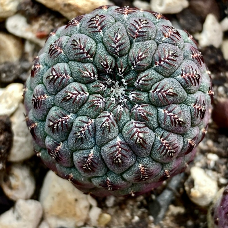 Cactus Sulcorebutia Rausii F. Violacidermis Hort. Small Cactus, House ...