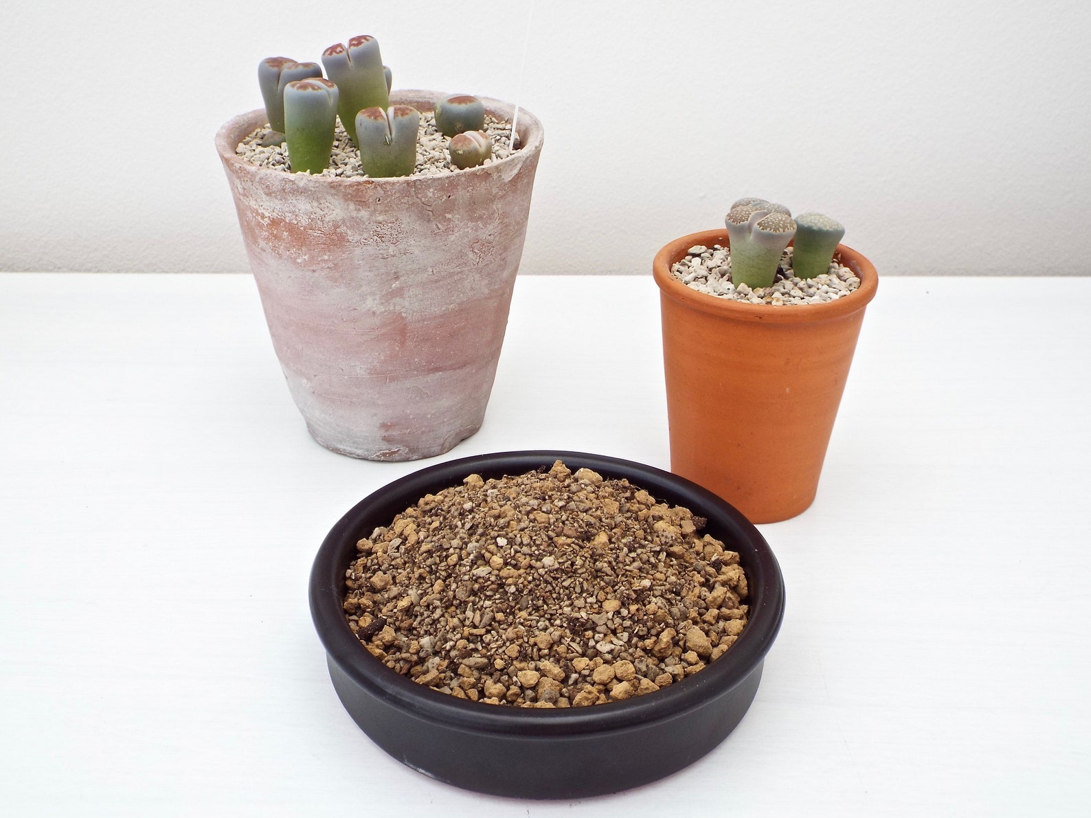 Lithops Soil Mix Mesembs Soil Germination Mixture Soil for | Etsy