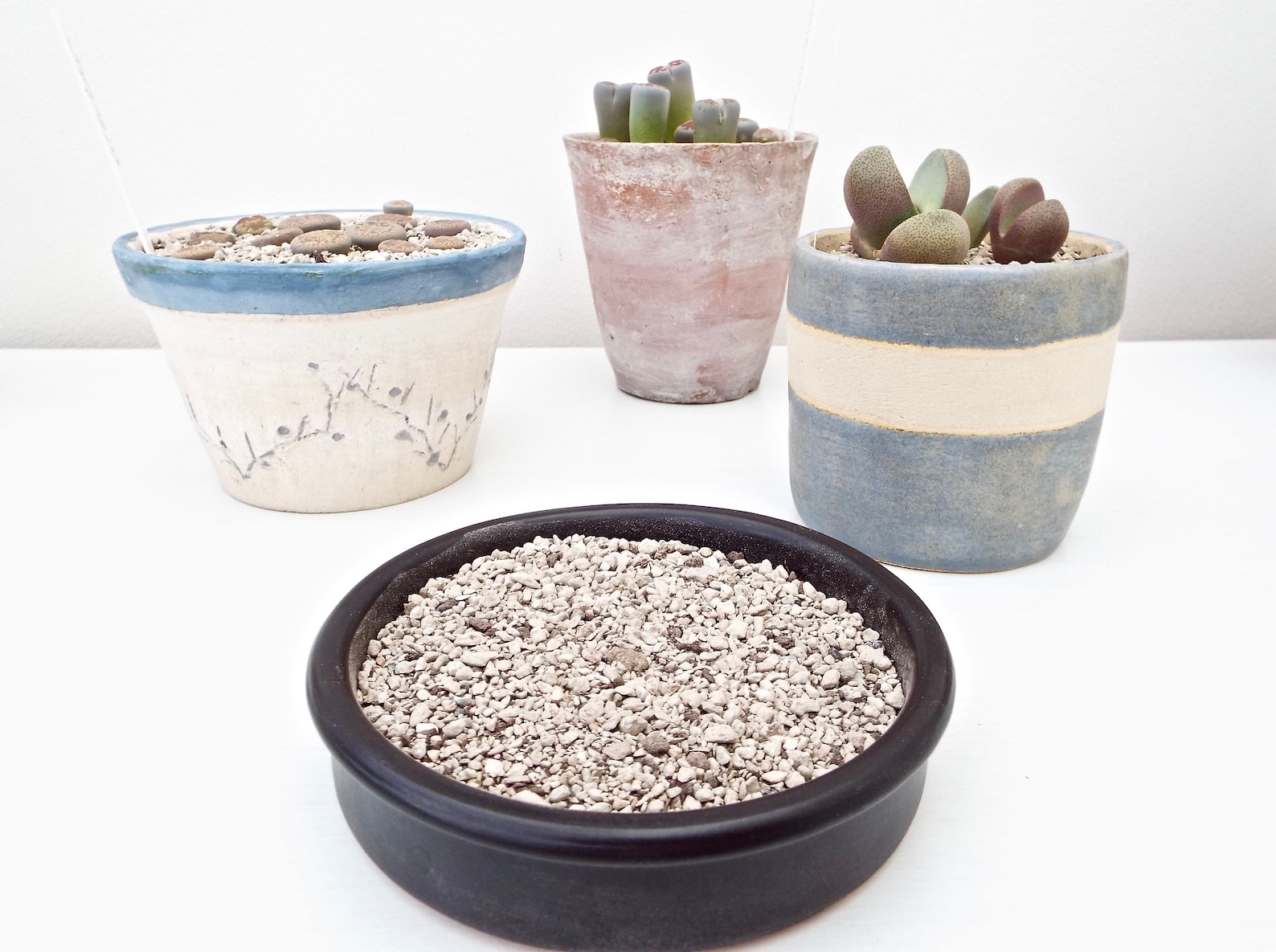 Lithops Soil Mix Mesembs Soil Germination Mixture Soil for | Etsy