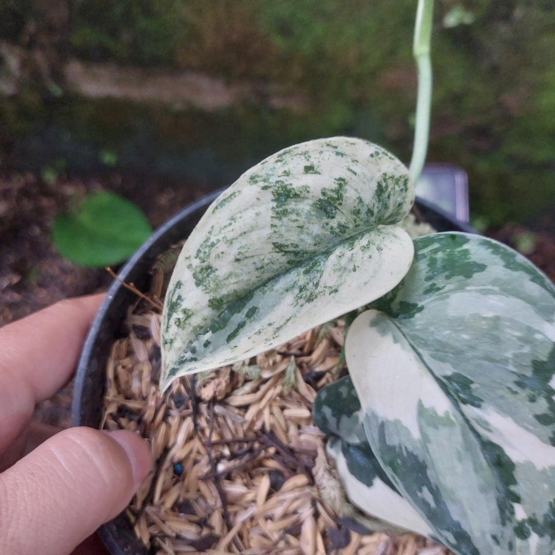 Scindapsus Mayari Hybrid Mutation Albo Beauty Variegated Real Picture ...