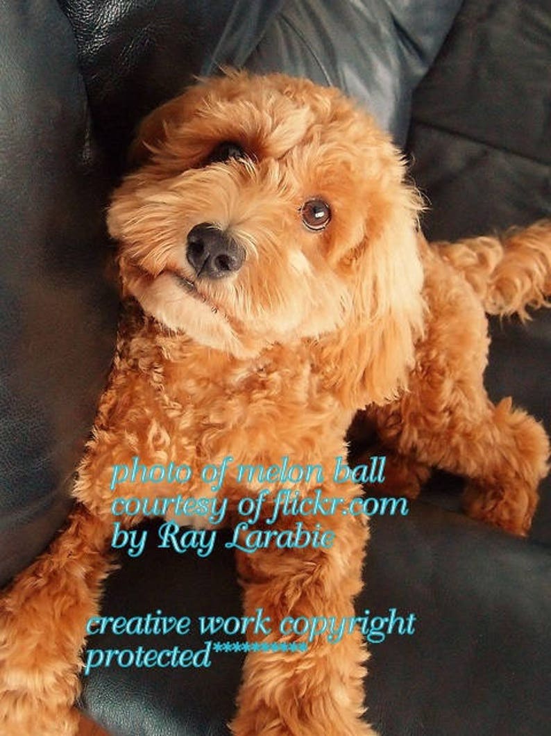 Uniquely Me.... / Cockapoo / Love My Cockapoo/ Storybook /sentimental ...