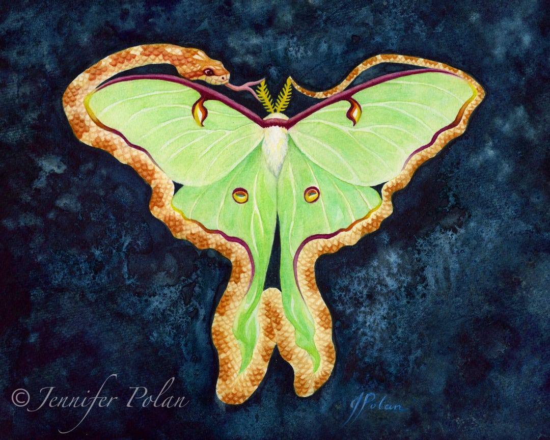 Luna Moth and Corn Snake... the Muses Set of 6 Blank Greeting Cards - Etsy