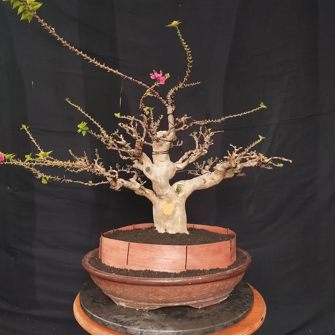 Bougainvillea Bonsai Tree, Real Picture - Etsy
