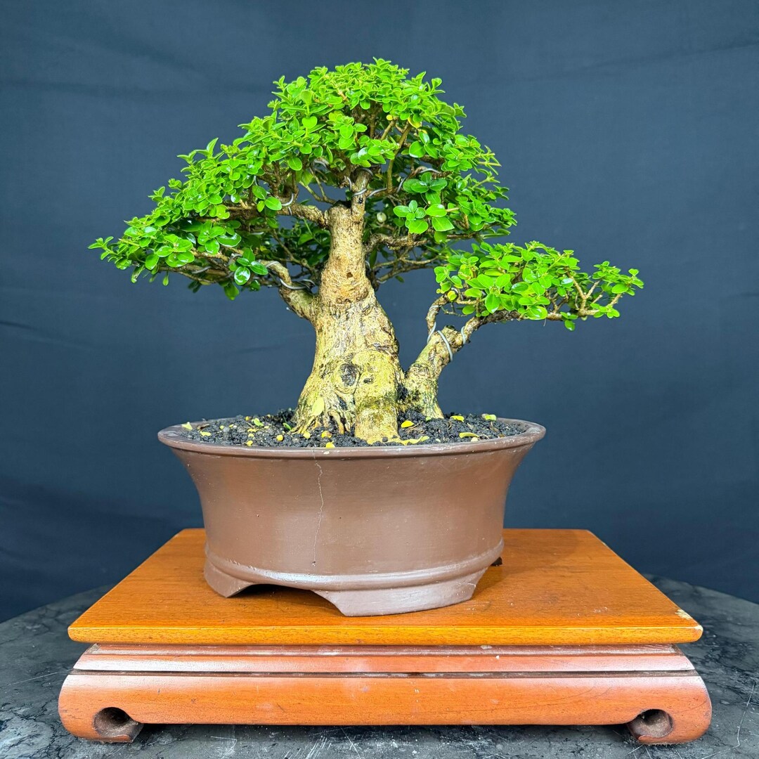 Premna Microphylla Bonsai Tree, Branching Already Arranged, Real ...