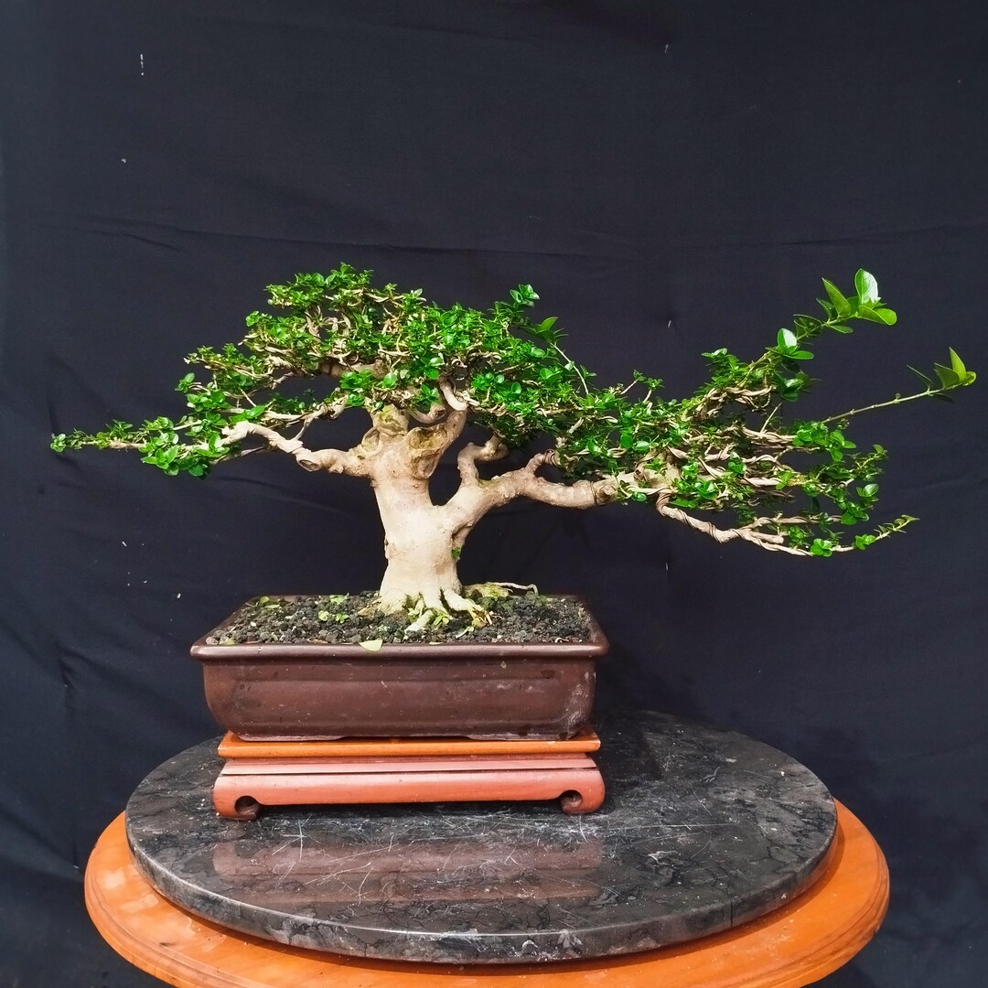 Premna Microphylla Bonsai Tree | Real Picture - Etsy