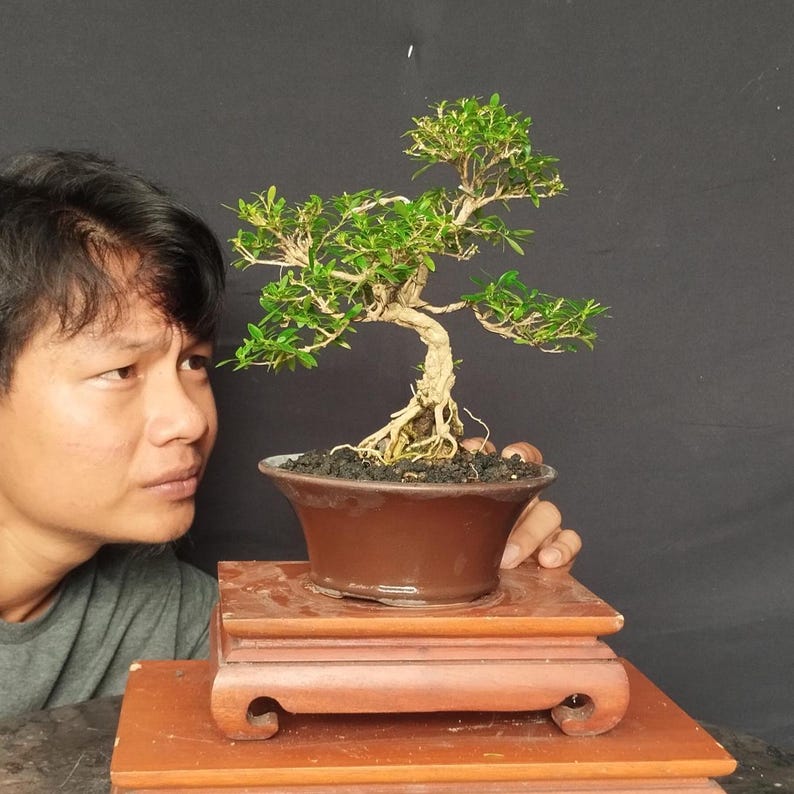 Serissa Microphylla Bonsai | Blooming Bonsai for Plant Lovers | Mini ...