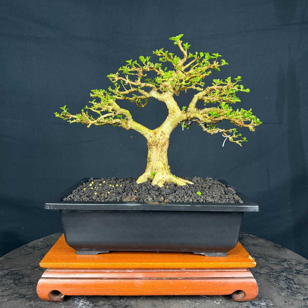 Premna Microphylla Bonsai Tree, Unique Shape | Live Indoor Plant - Etsy