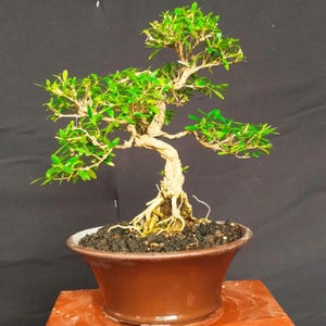 Serissa Microphylla Bonsai | Blooming Bonsai for Plant Lovers | Mini ...