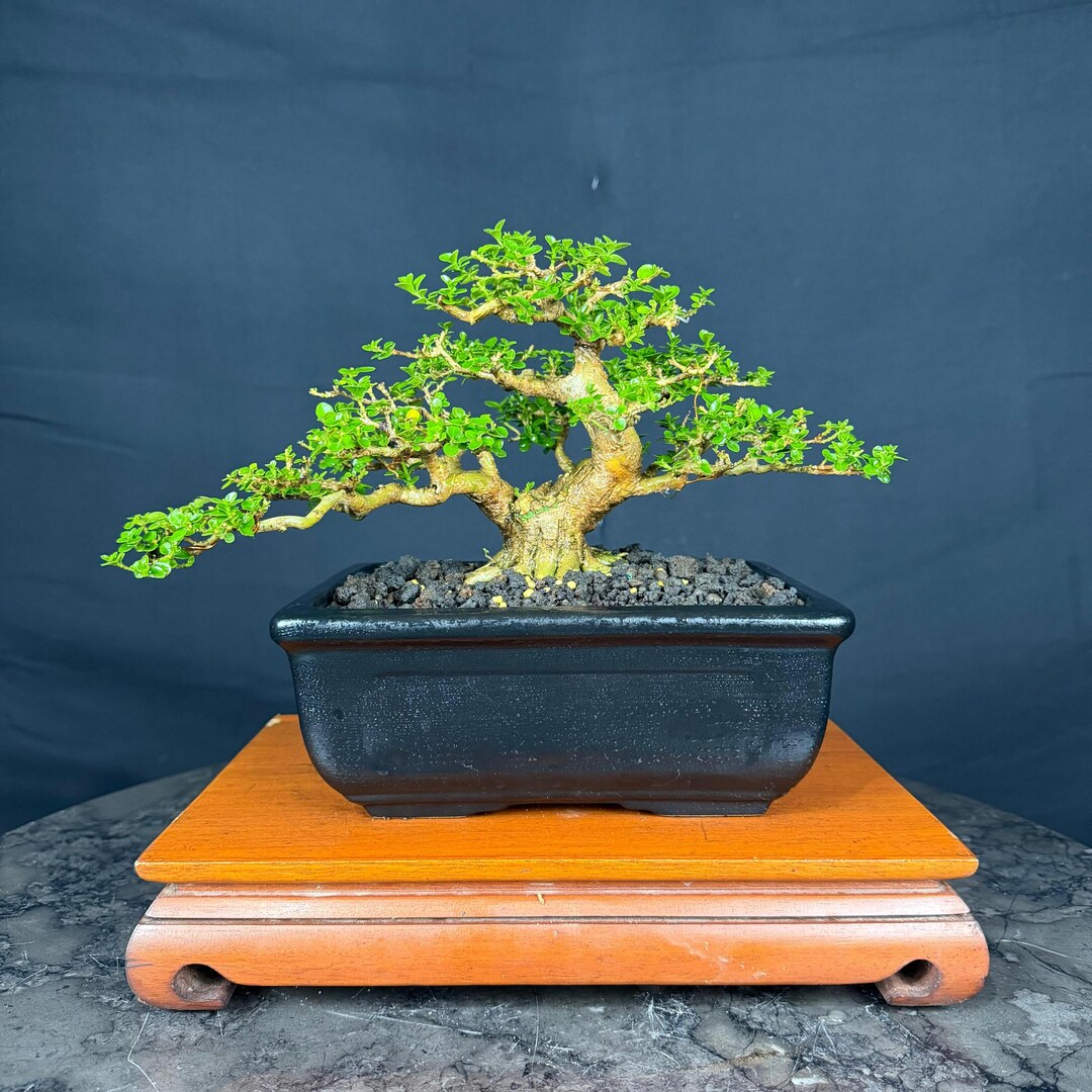 Premna Microphylla Bonsai Tree, Short Tree Nice Shape | Live Indoor ...
