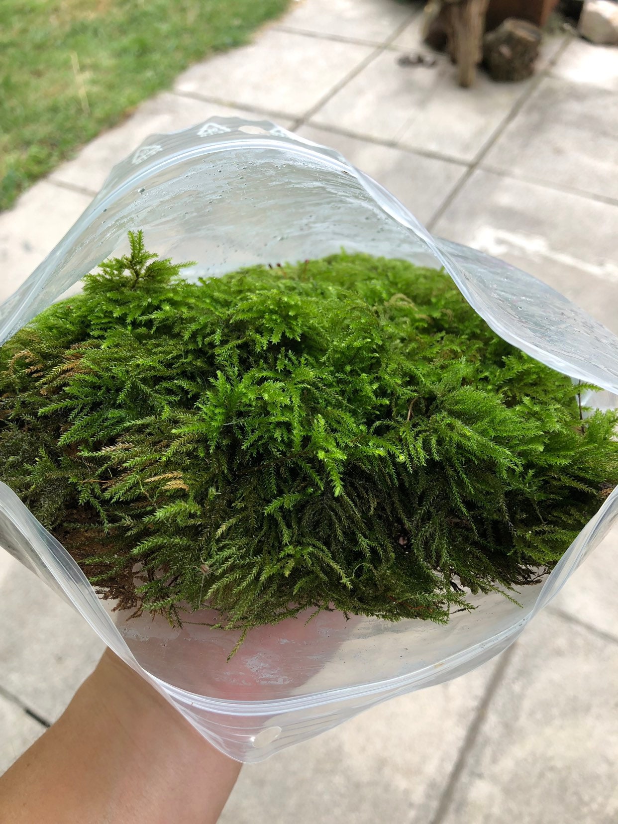 Gardening & Plants Craft Supplies & Tools Moss plant topping garden ...