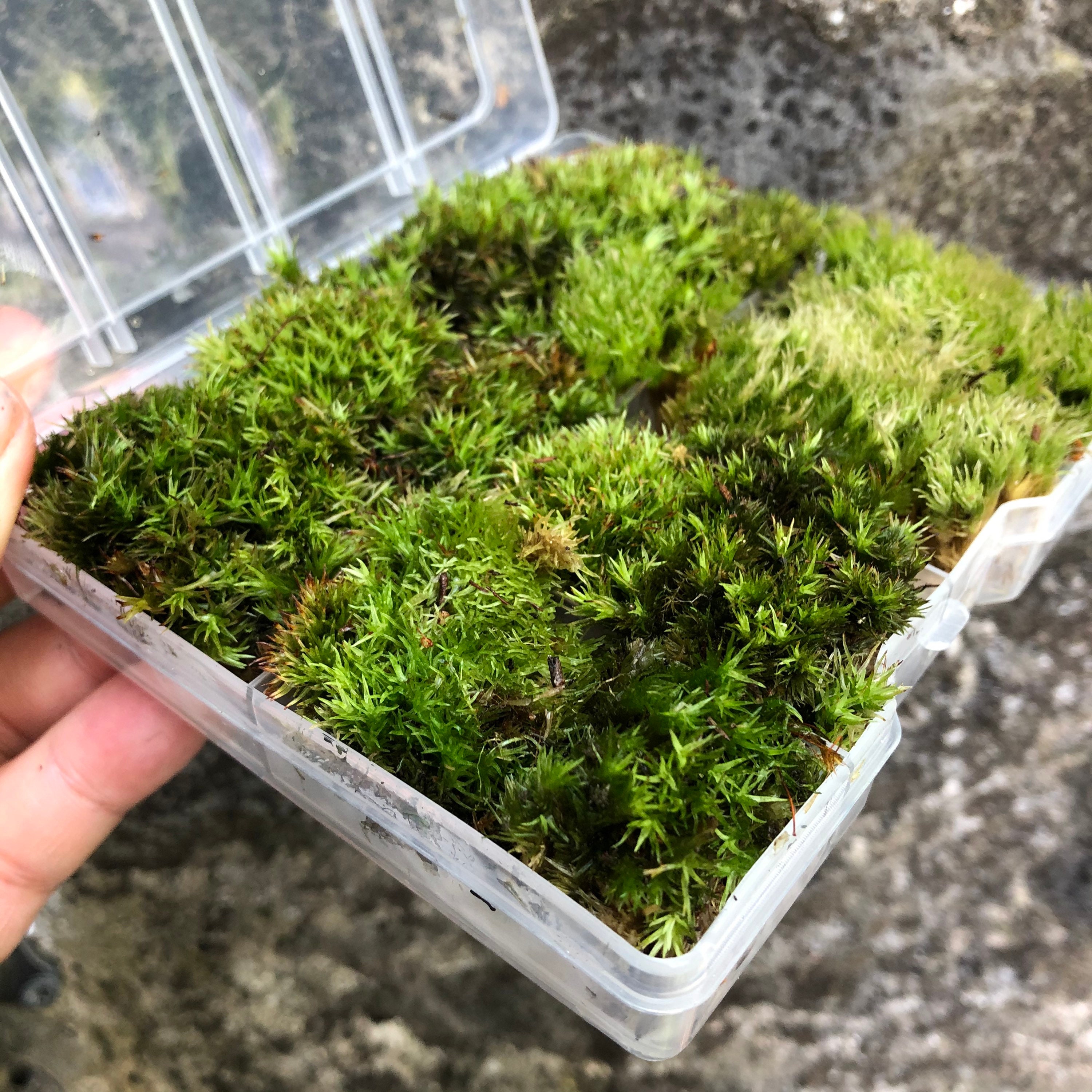 Bonsai Moss Snippet Pieces Trimmed Tiny Live Moss Fronds | Etsy UK